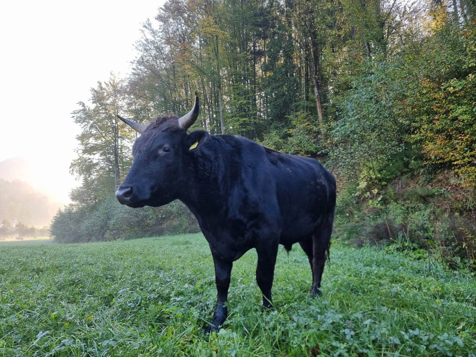 WAGYU - PLEMENSKI BIK EKOLOŠKA REJA