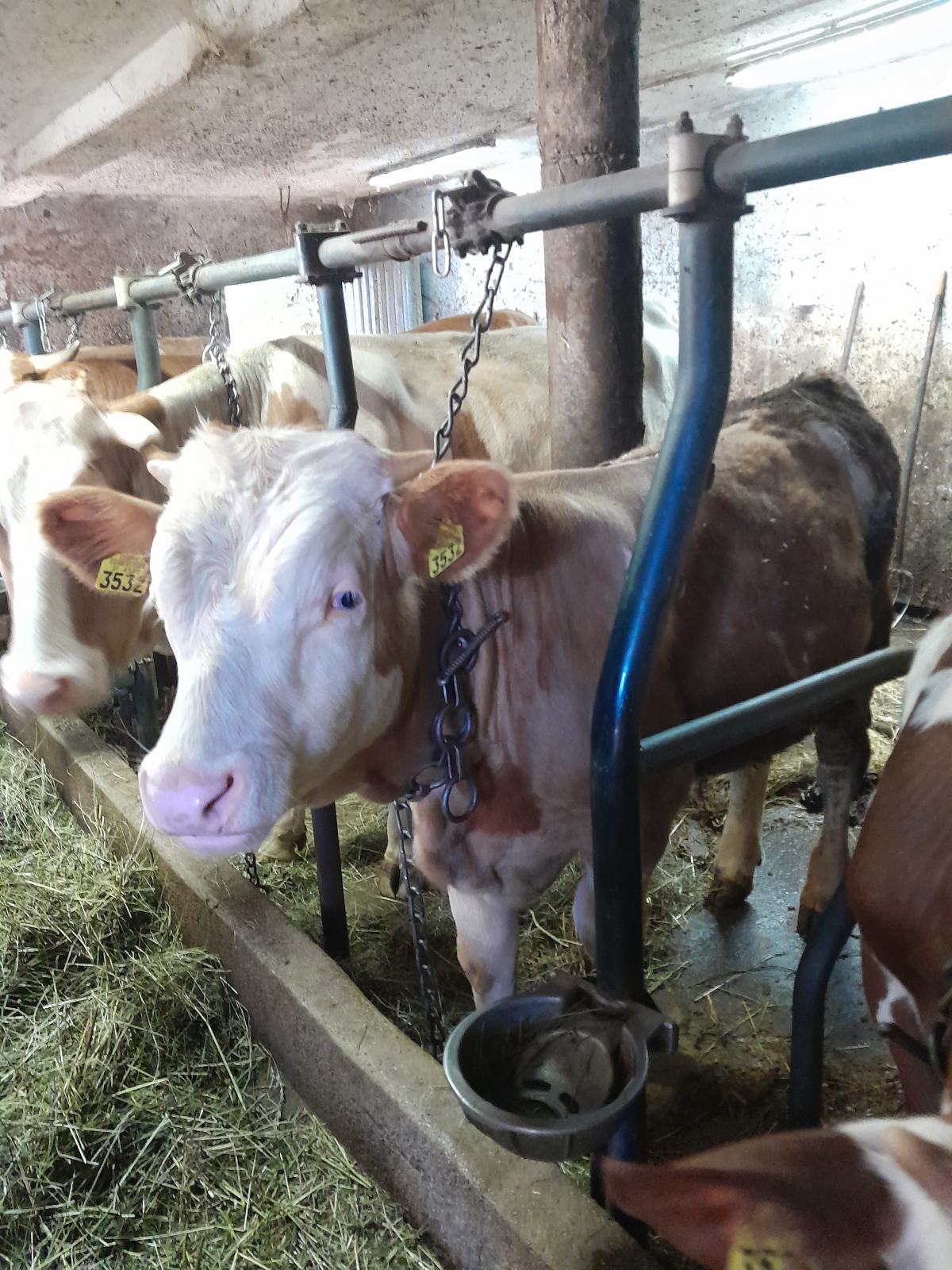 Živali za rejo ali zakol