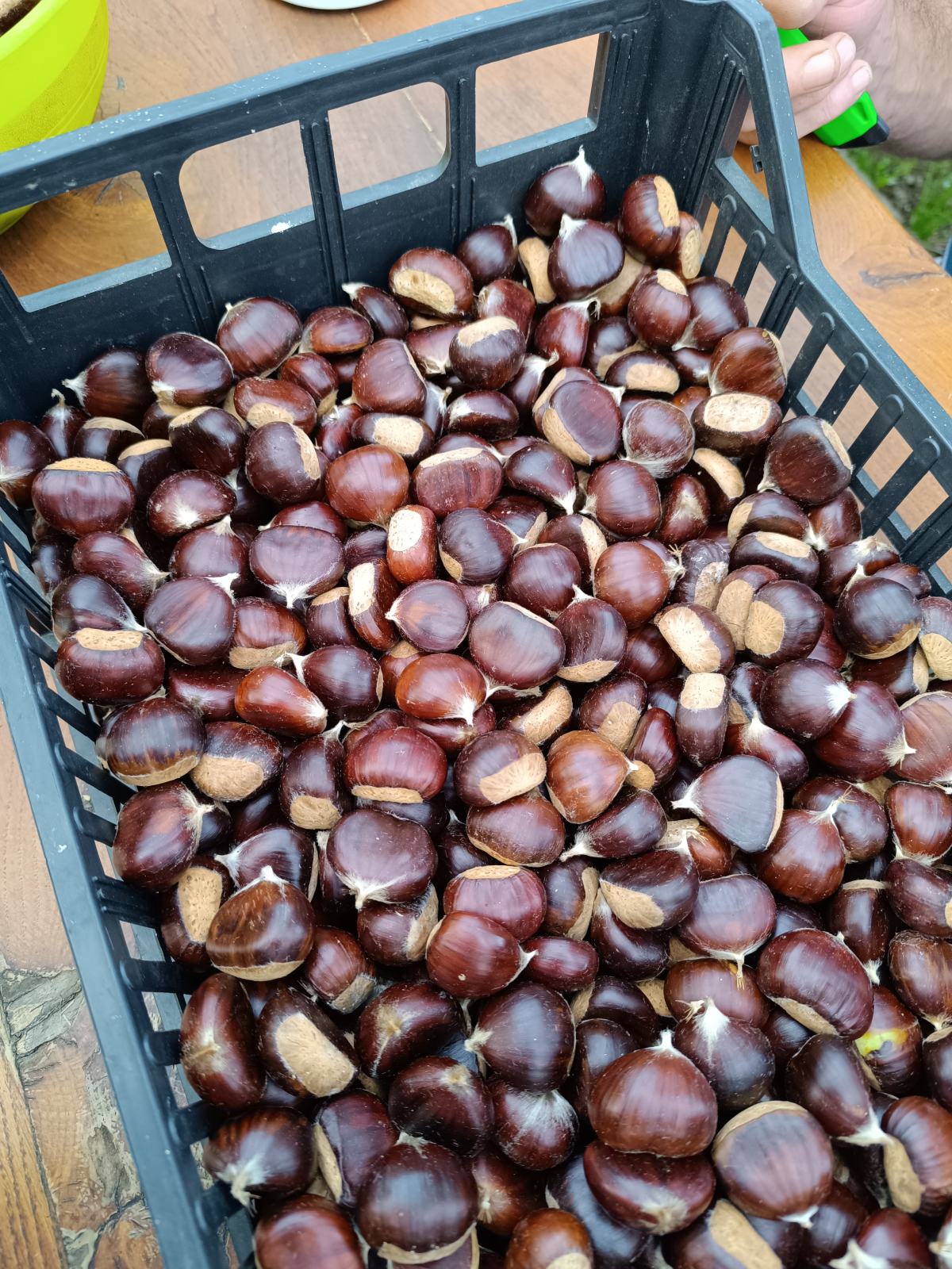 Belokranjski kostanj