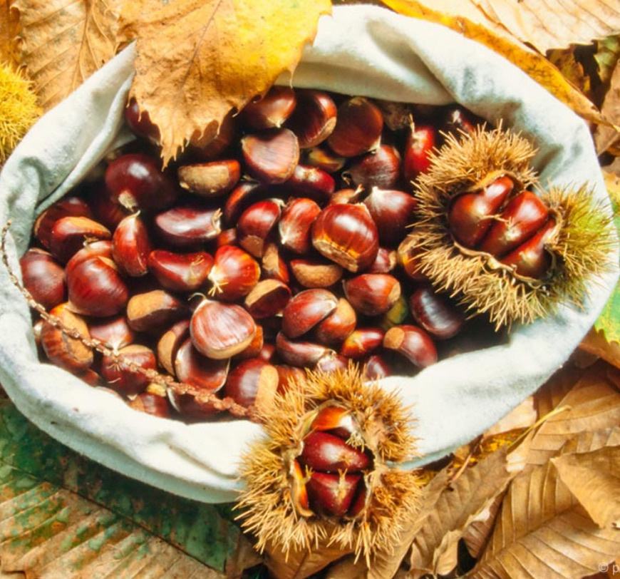 Kostanj sveže nabran 3€