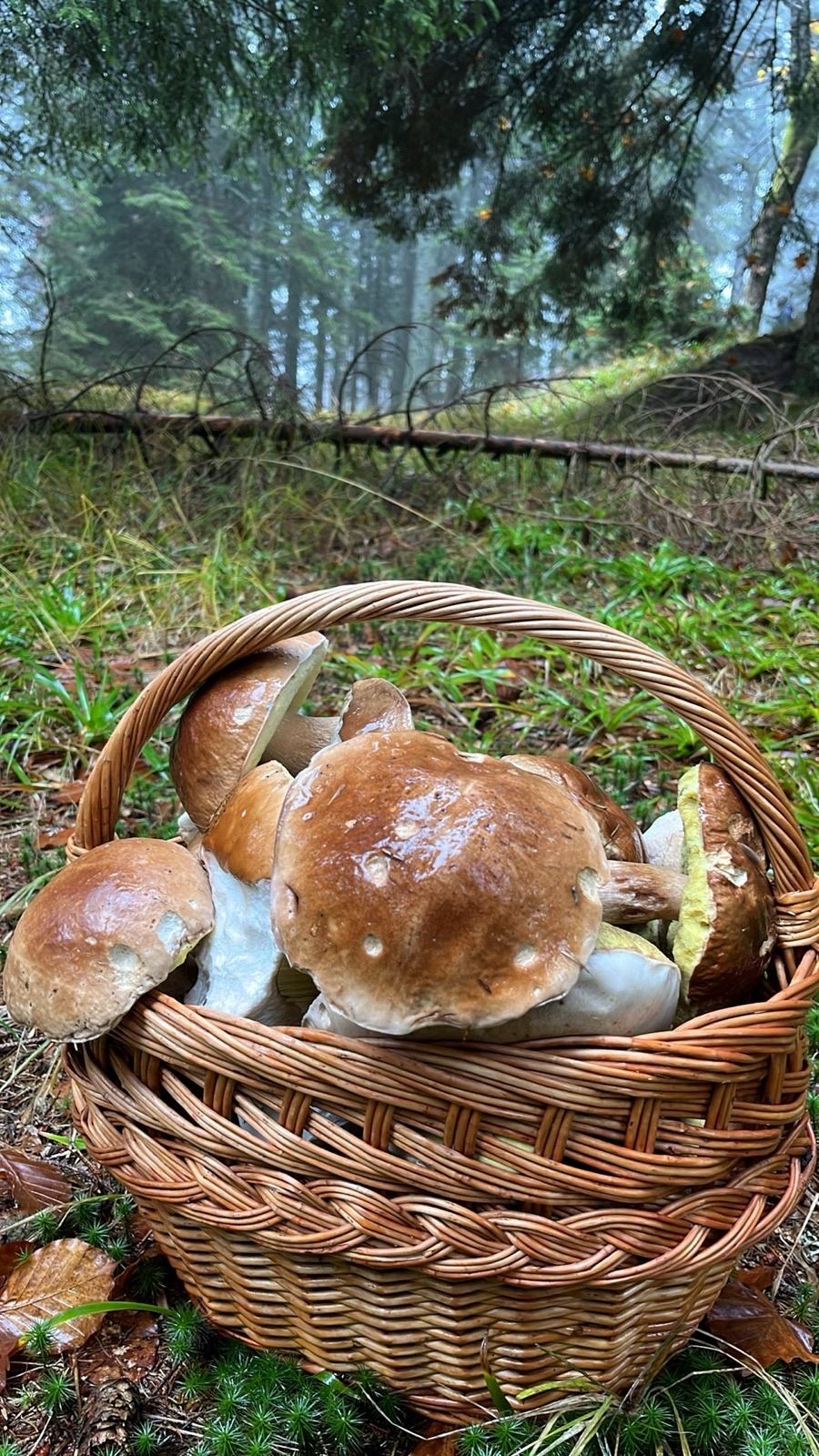 Sveže gobe - jurčki 20 eur/kg (Maribor, Ptuj)