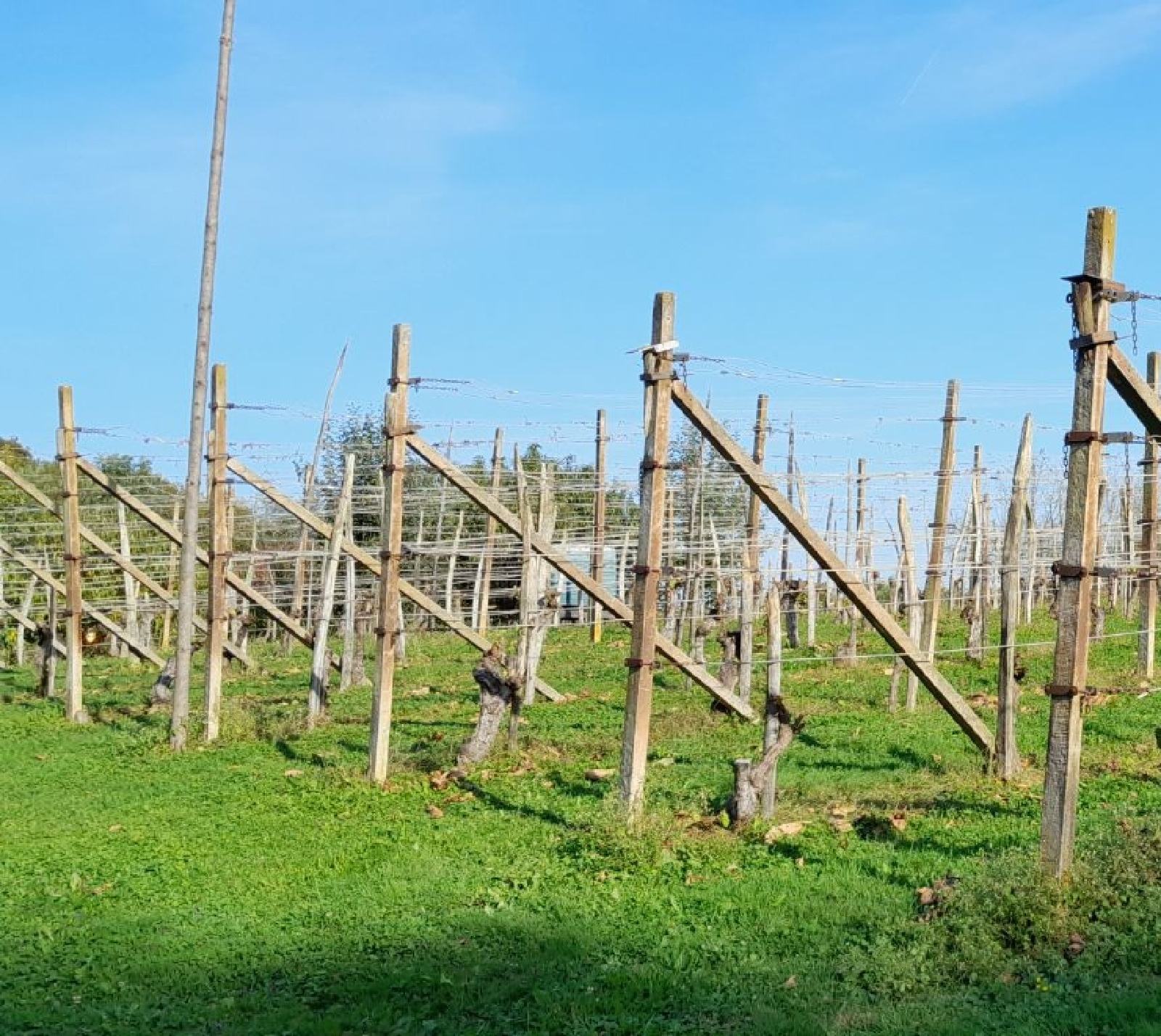 Vinogradniški stebri 100 kom