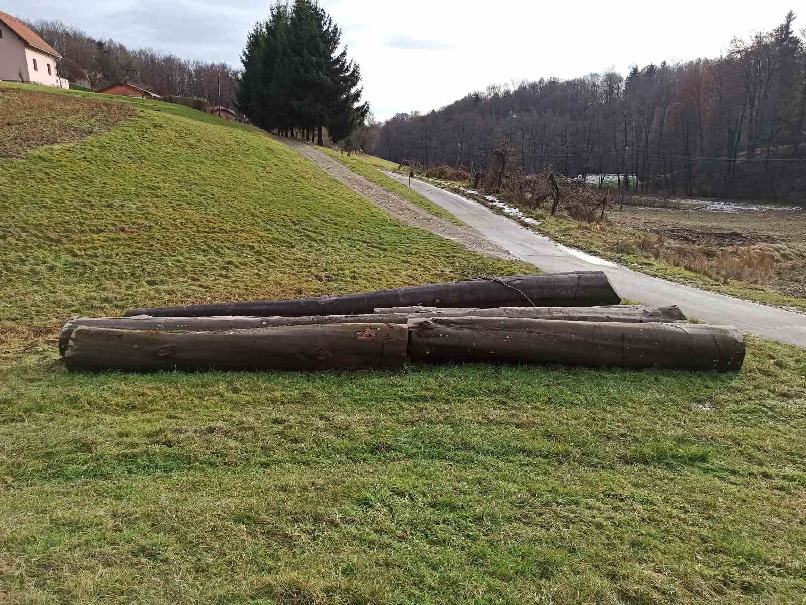 Bukev, sekana avgust 2023