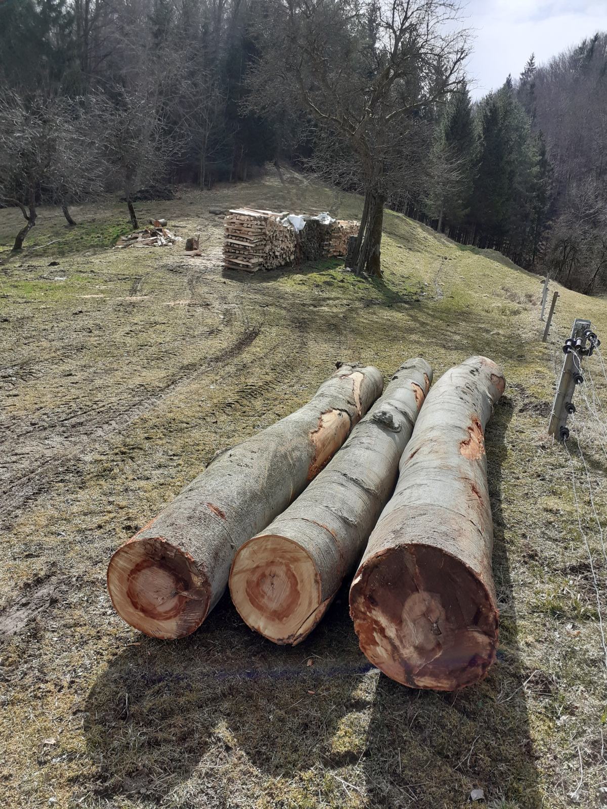 Bukov in mešan les . Zasavje