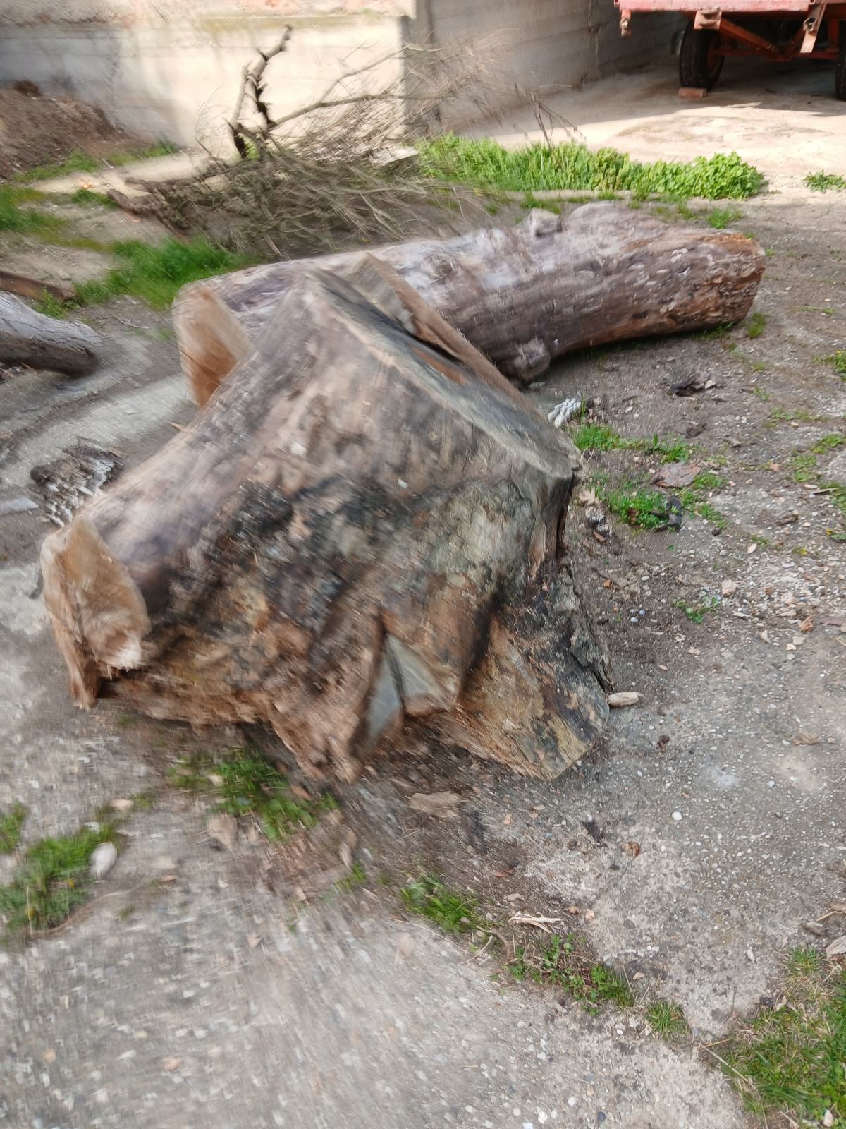 Deblo oreha in štor