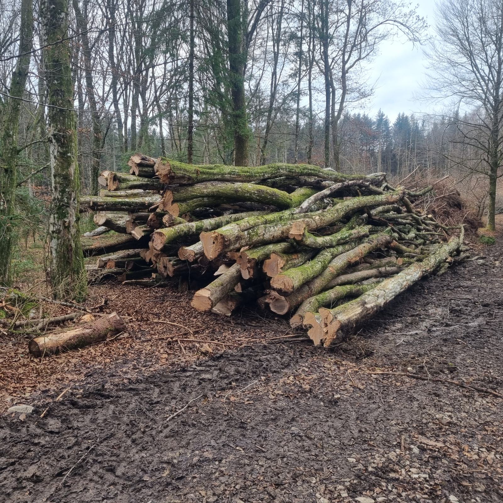 Drva bukev gaber hlodovina