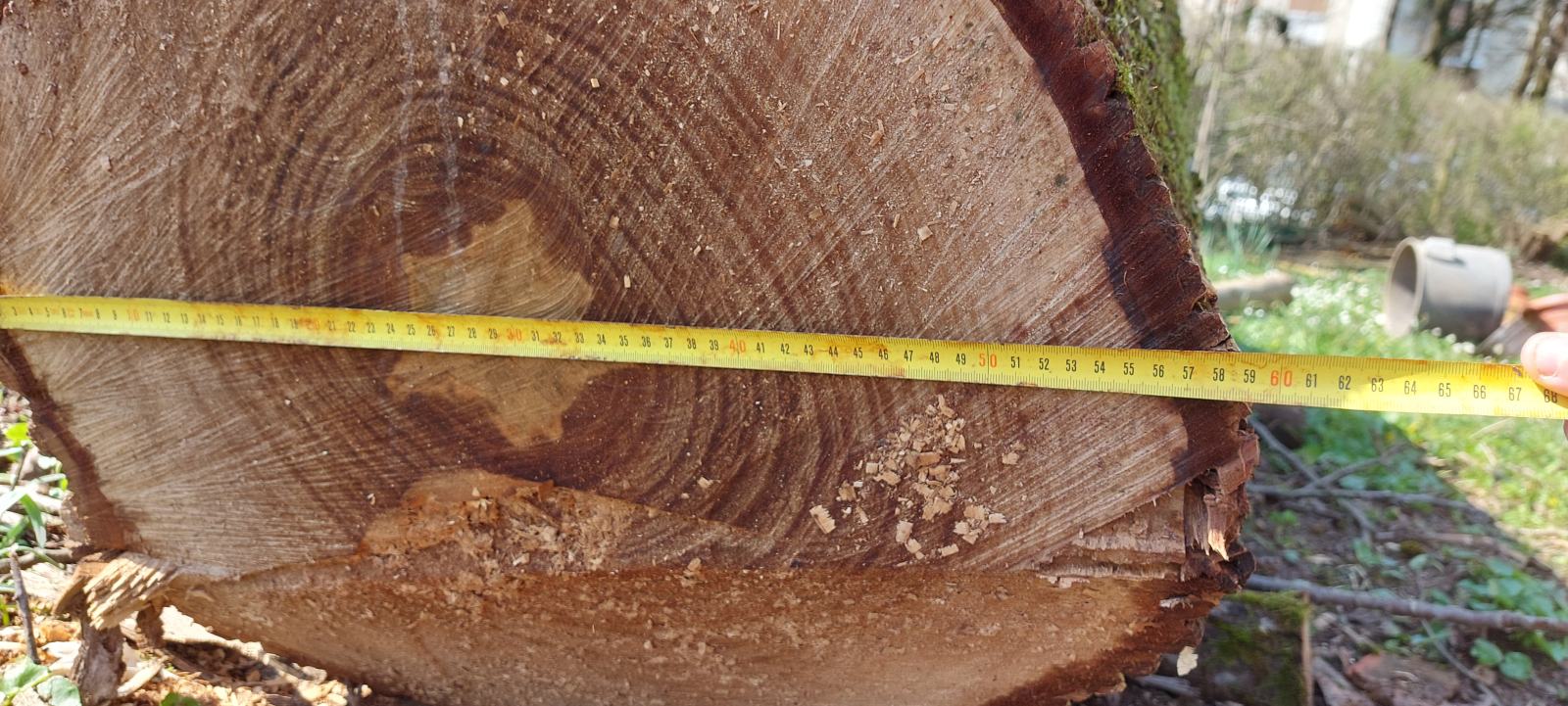 Orehovina, hlod oreha