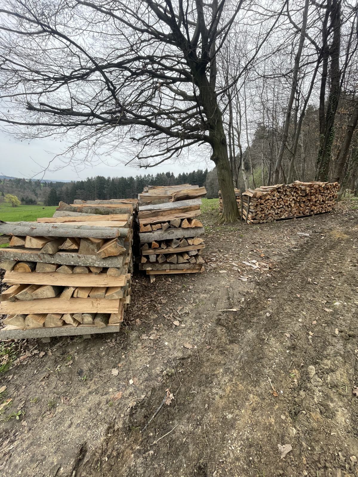 Prodam suha bukova drva