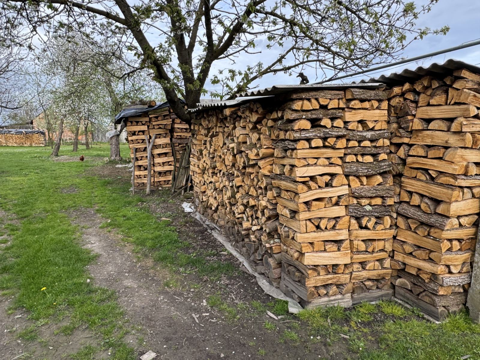 Prodan hrastova drva