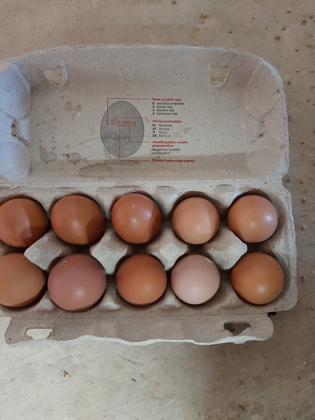 Domaca jajca , hlevska reja