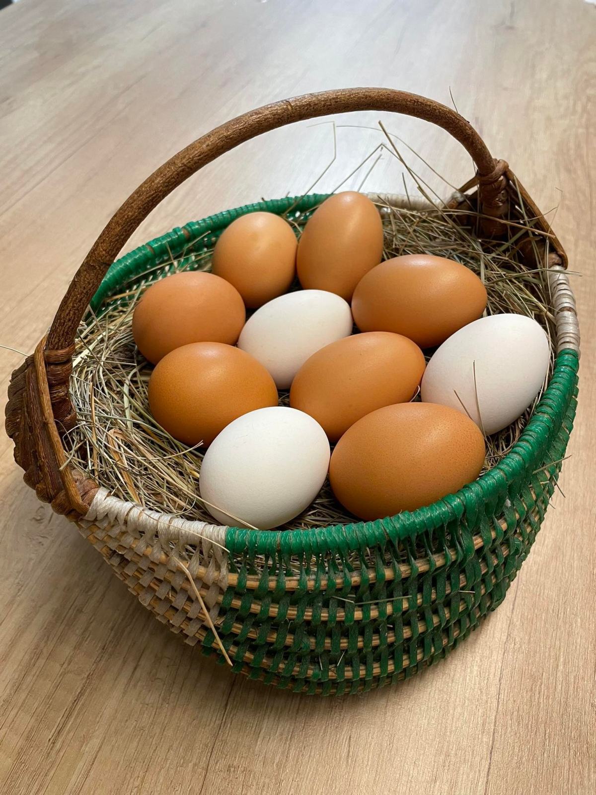 DOMAČA KOKOŠJA JAJCA