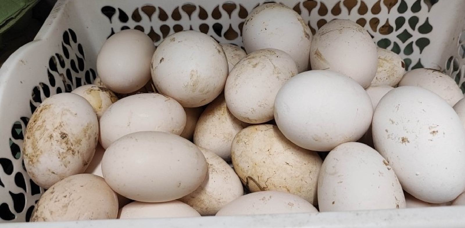 Gosja in račja jajca oplojena