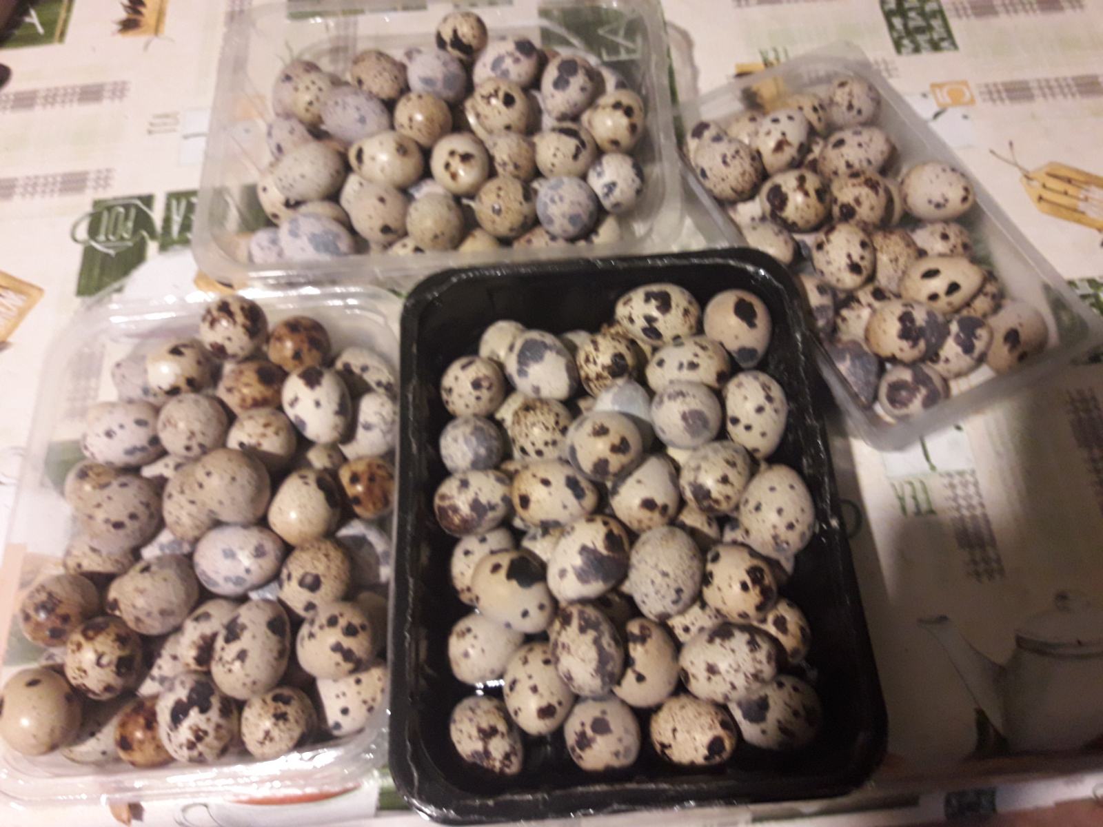 Jajca japonskih prepelic