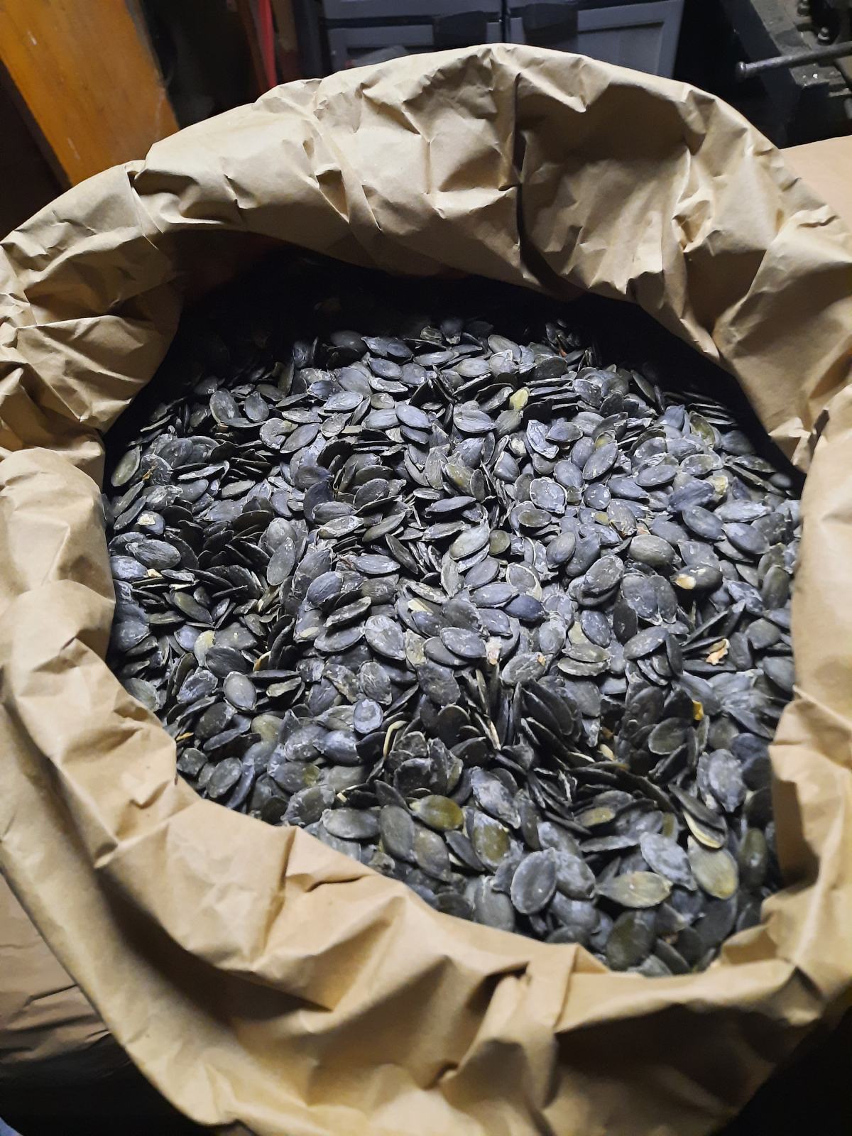 BUČNA SEMENA BUČNICE GOLICE SORTE GLAJISDORF