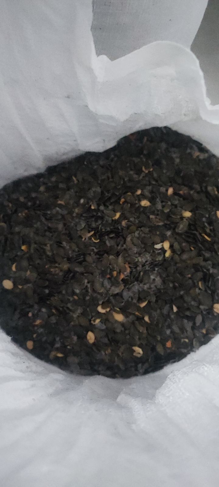 Bučno seme