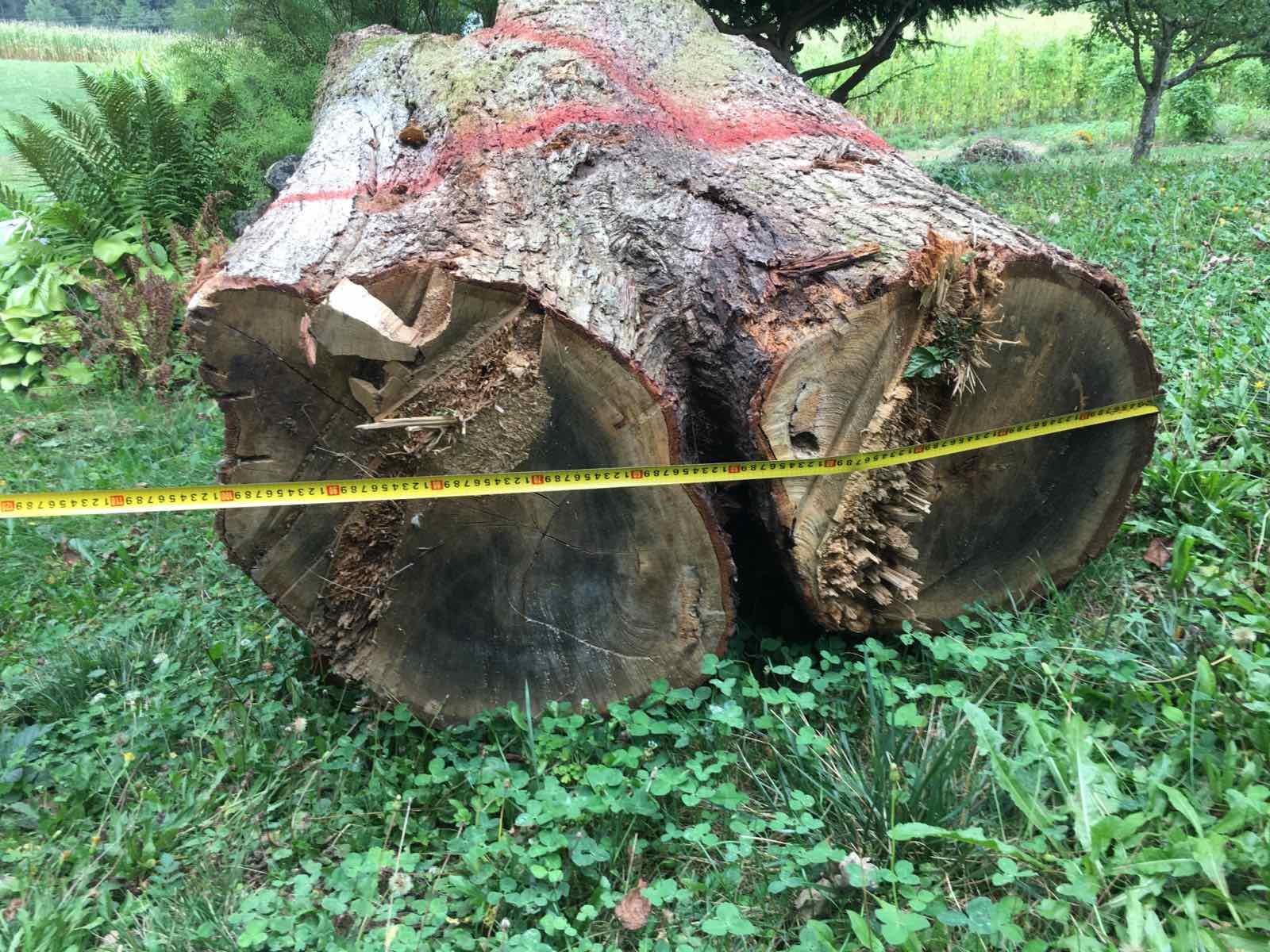 Hrastov hlod 140cm x 100cm prodam