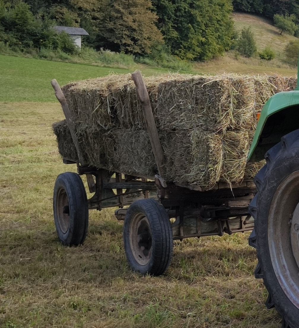 KOCKASTE BALE (BIO, EKO) SENO