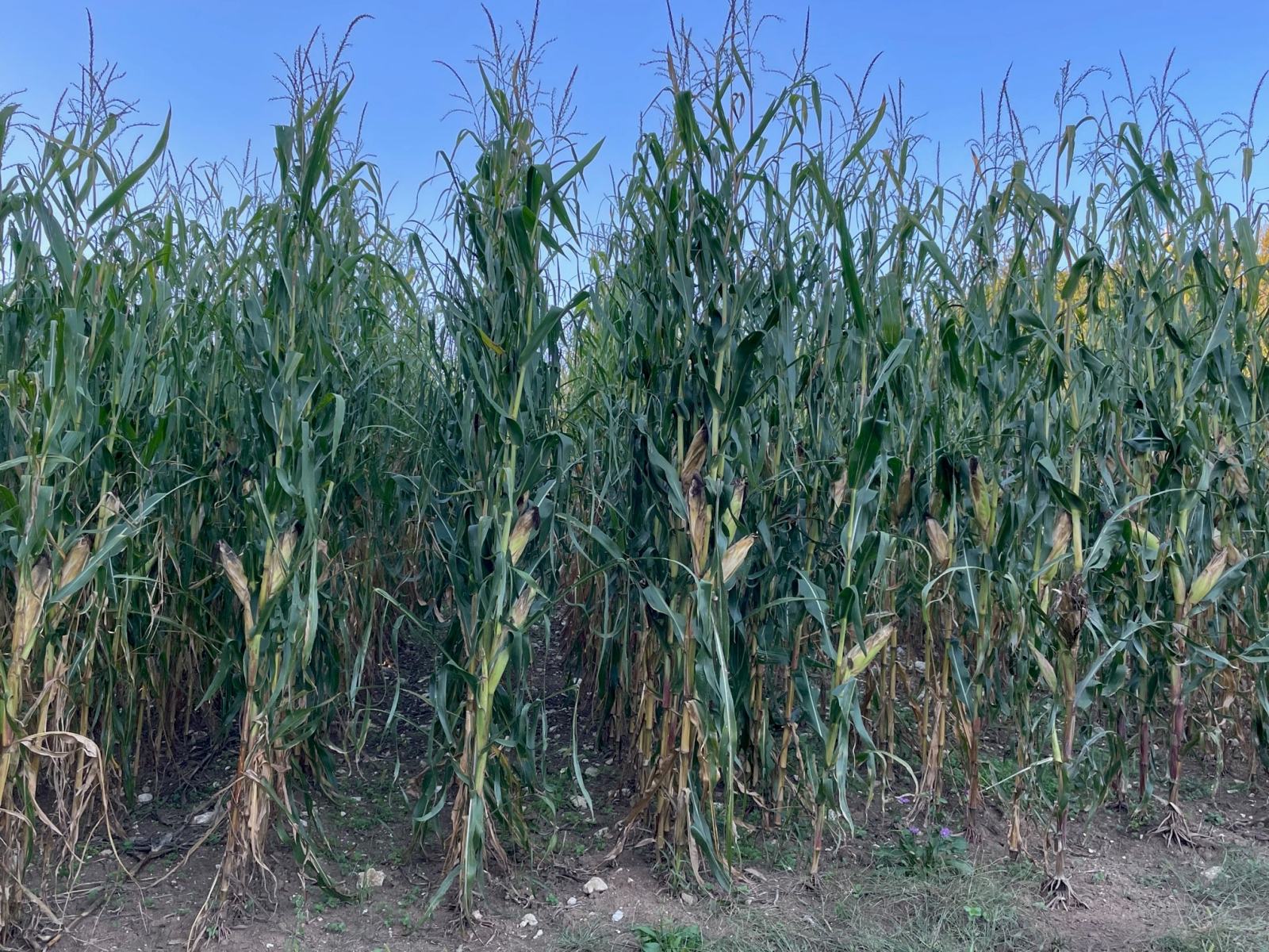 Koruza za silažo, 0.9 ha, Šentvid pri Stični