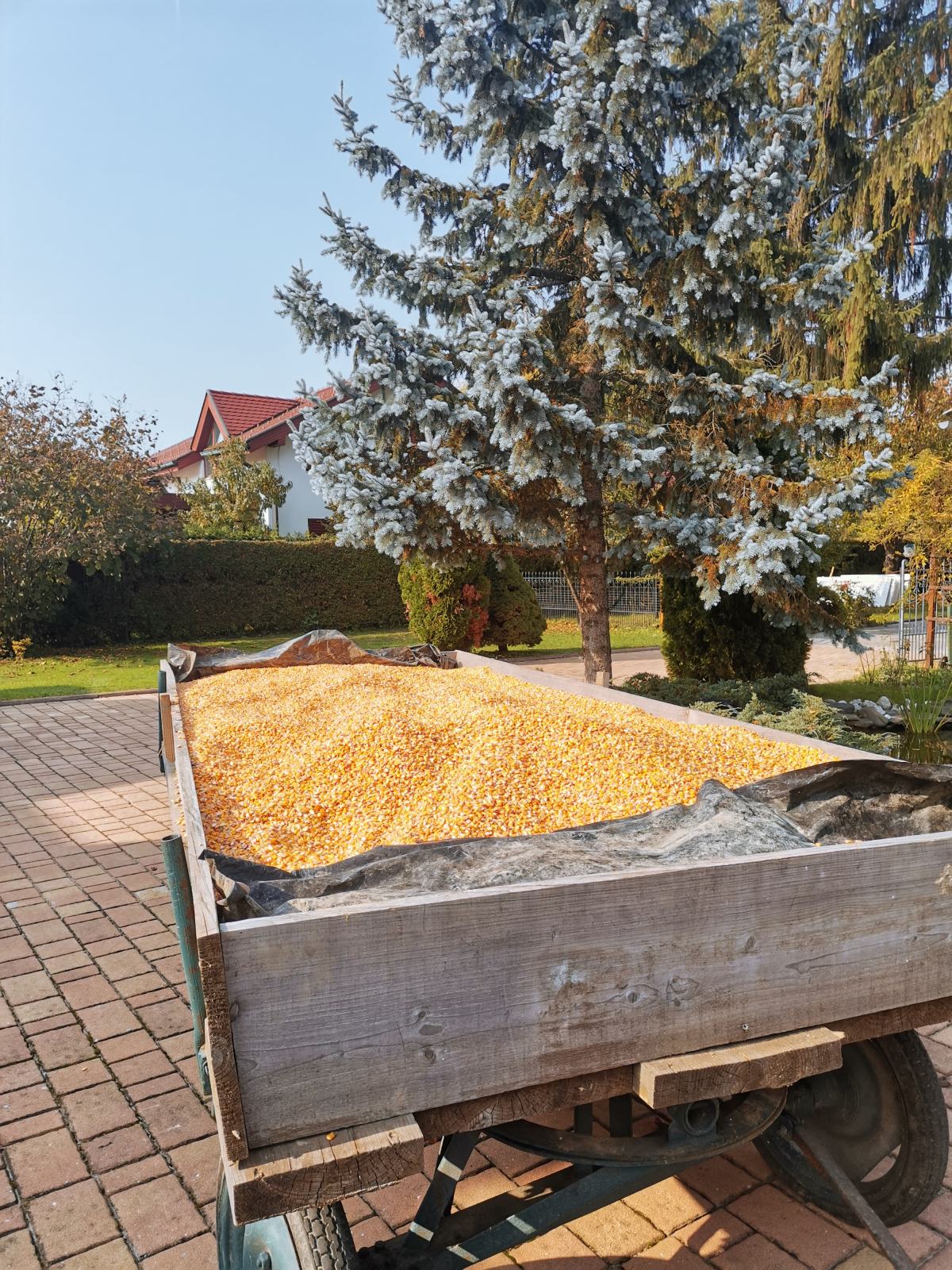 Koruza v zrnju
