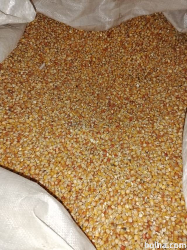 koruza zrnje poltrdinka