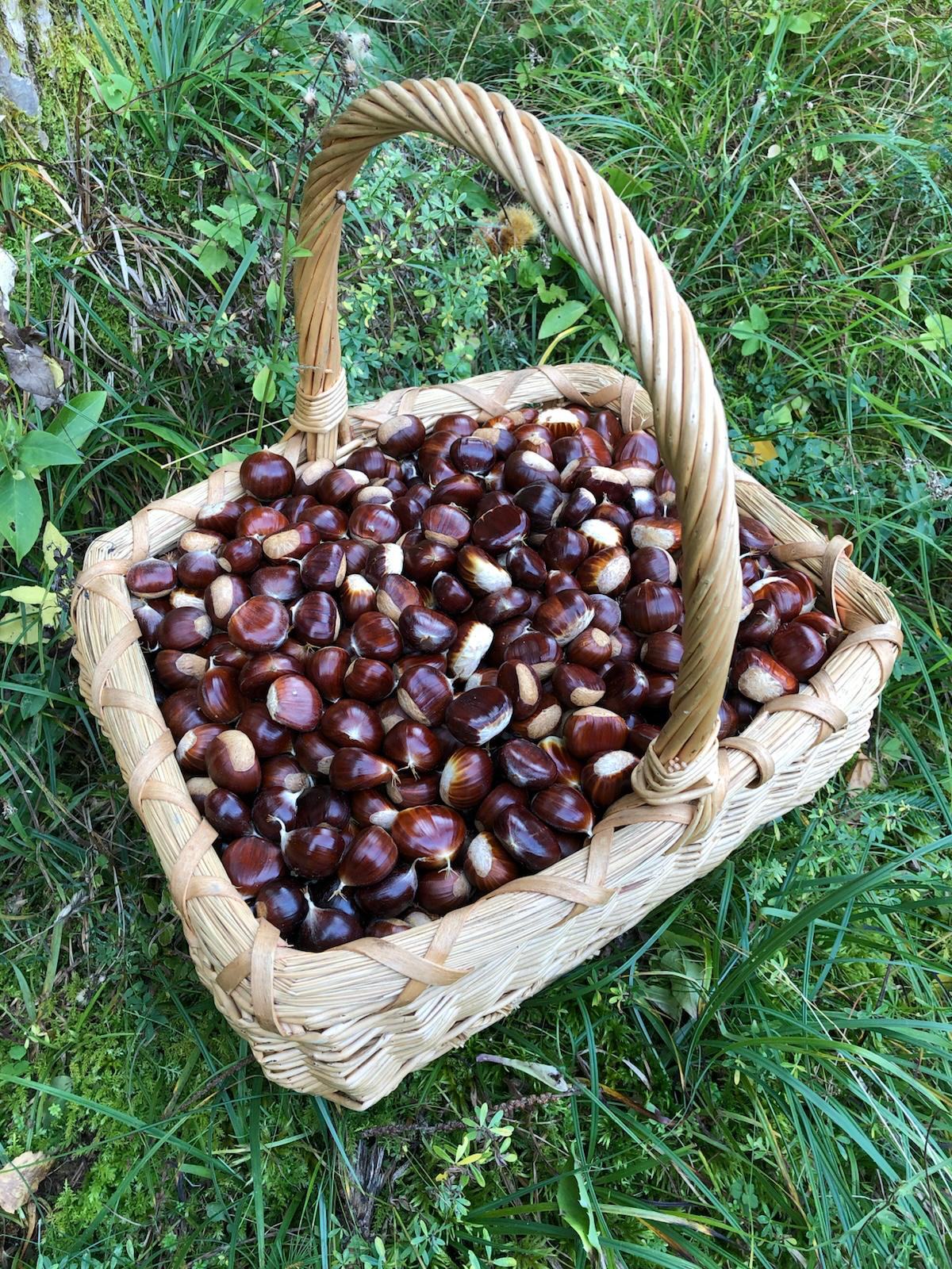 Kostanj prodam