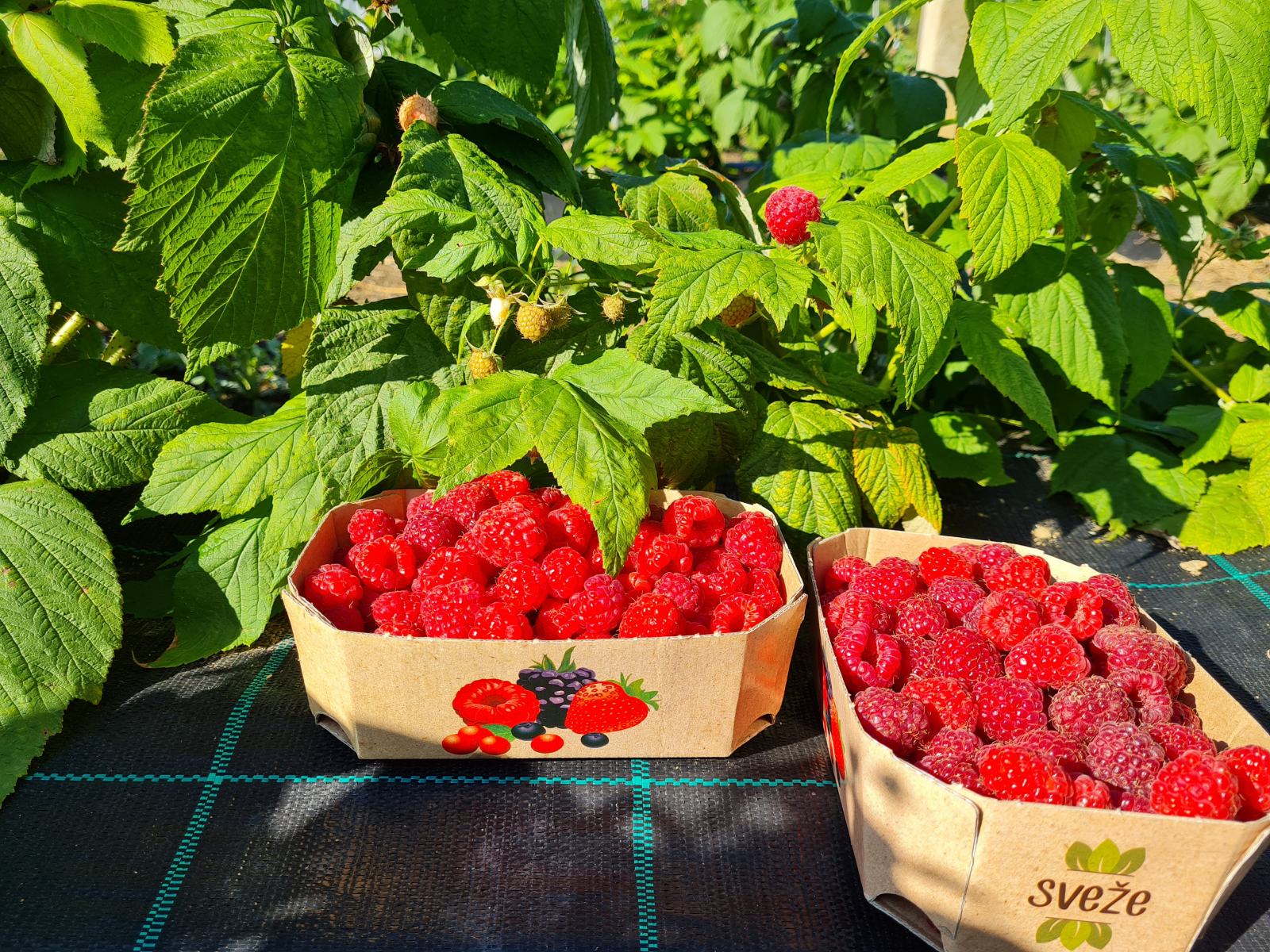 Maline,domače maline