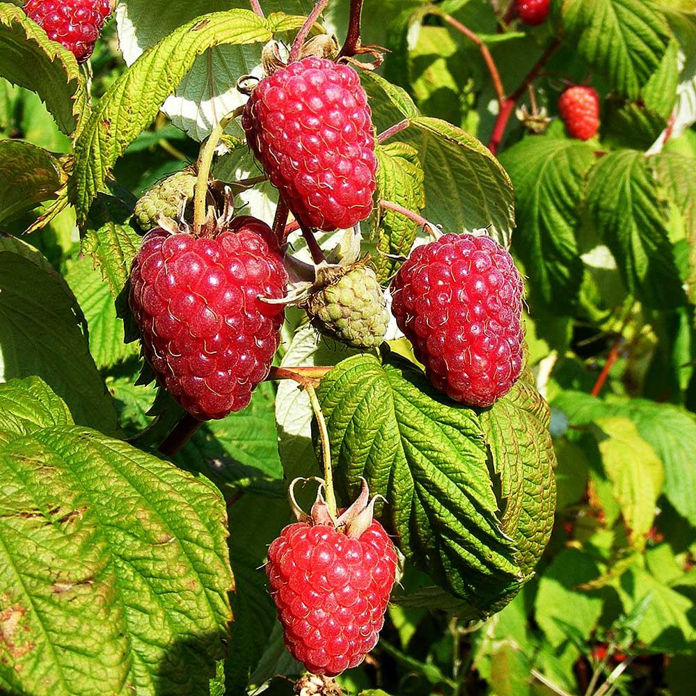 Maline (sadike, ob AC LJ-Celje)