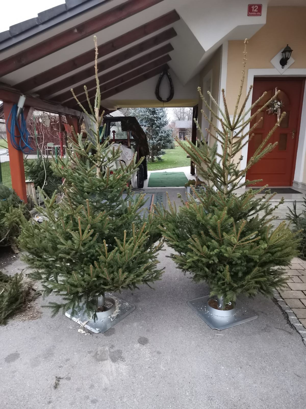 Novoletne jelke in smreke, kavkaške jelke