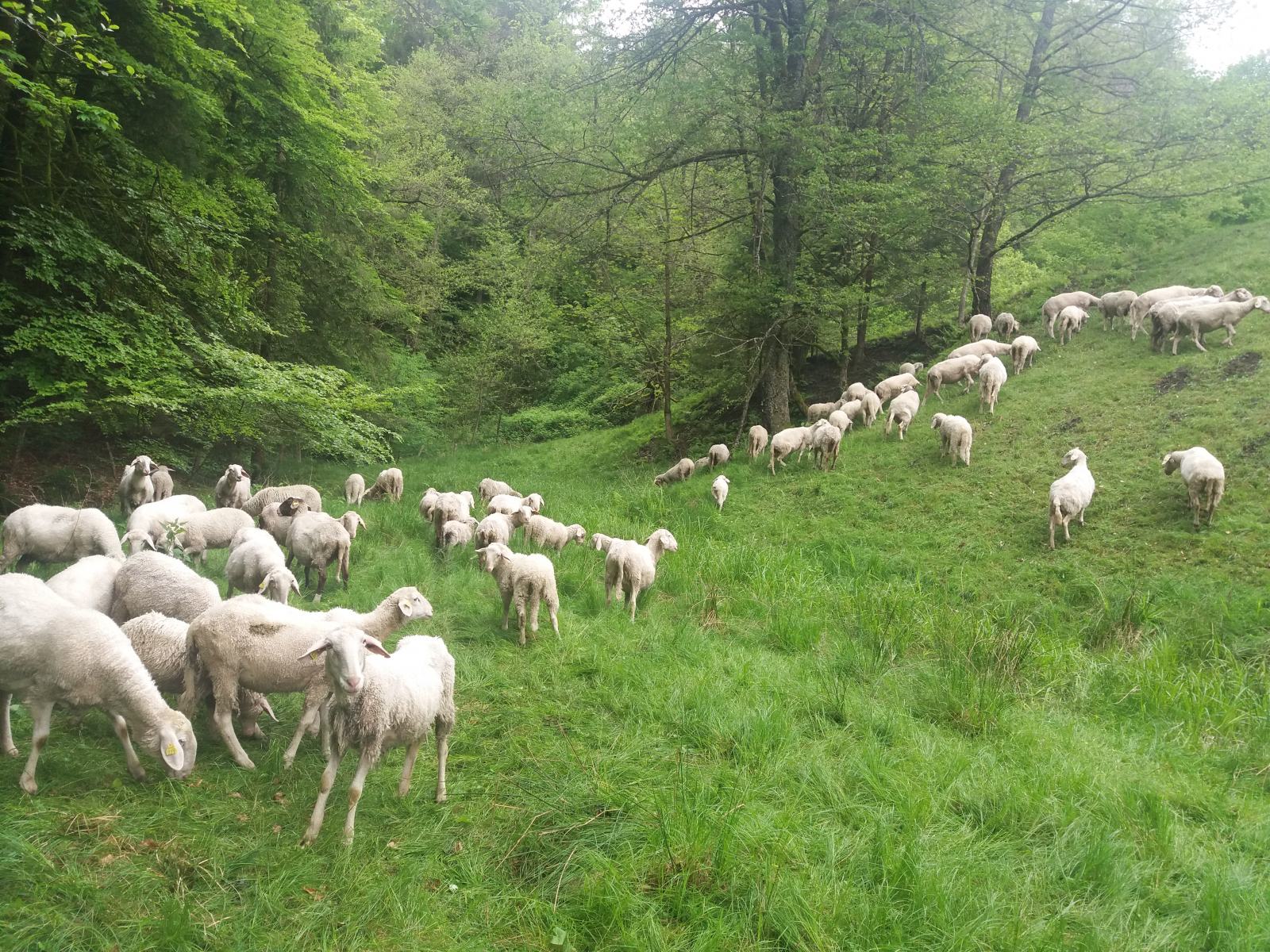 Oven za zakol ali nadalno rejo st.2.leti.