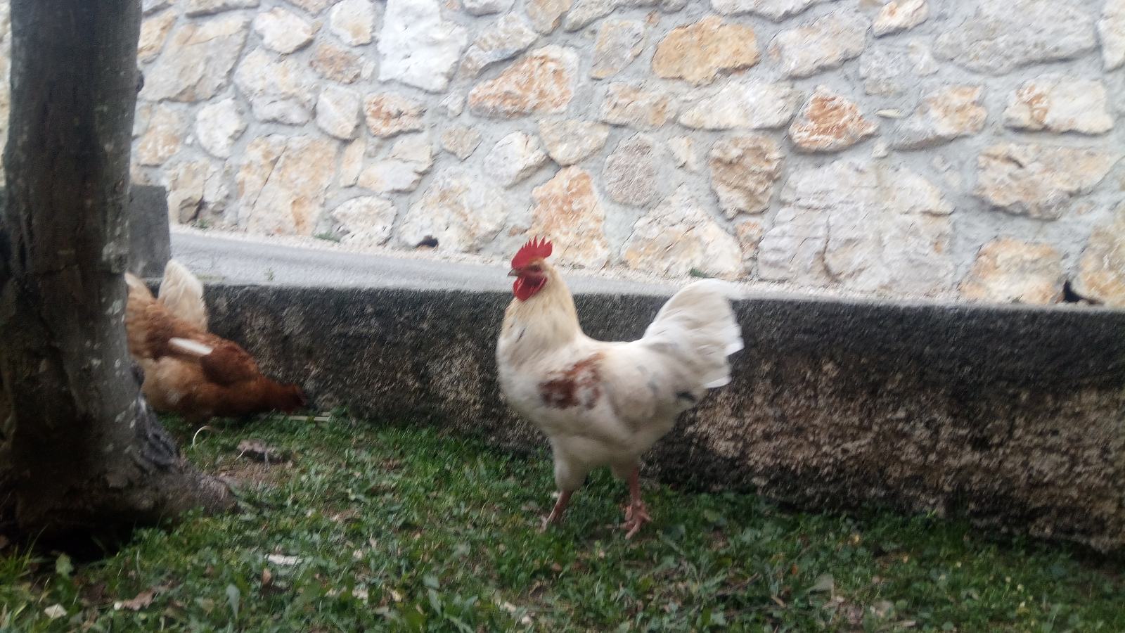 PETELIN PRODAM