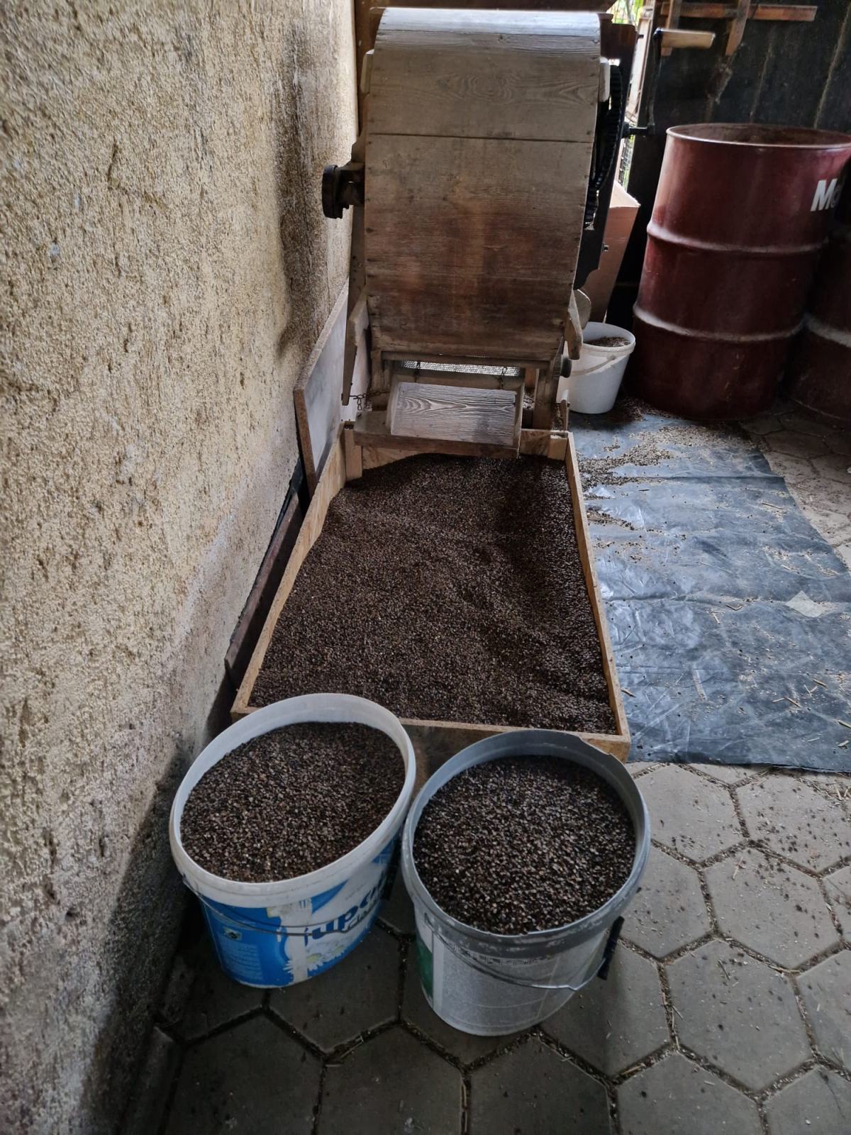 Prodam ajdo sorte Hajdoše