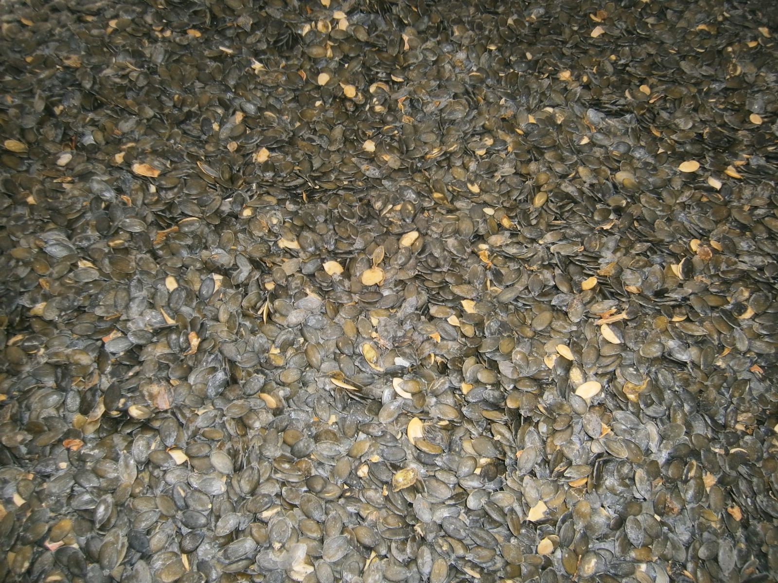 PRODAM BUČNICE GOLICE BUČNA SEMENA