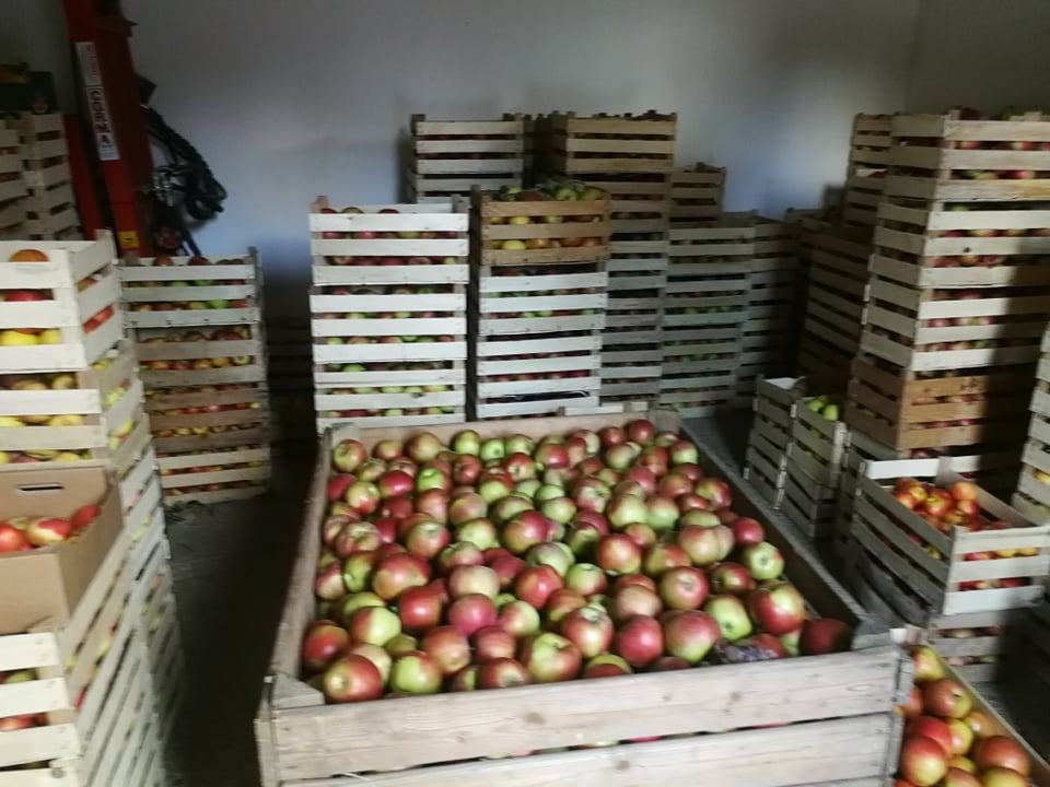 Prodam jabolka za ozimnico sorto idared