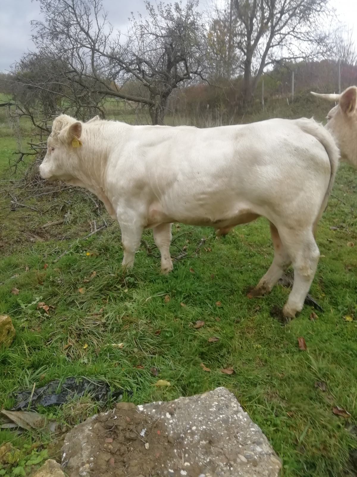 Prodam kravo šarole z teletom in plemenskega bika