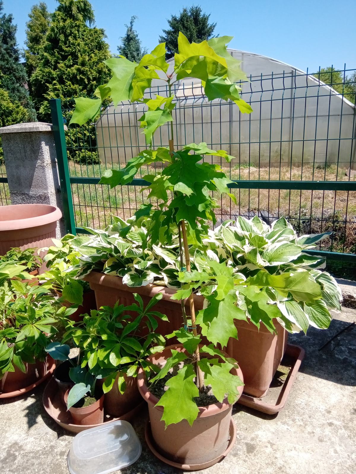 Quercus rubra kanadski močvirski severni rdeči hrast