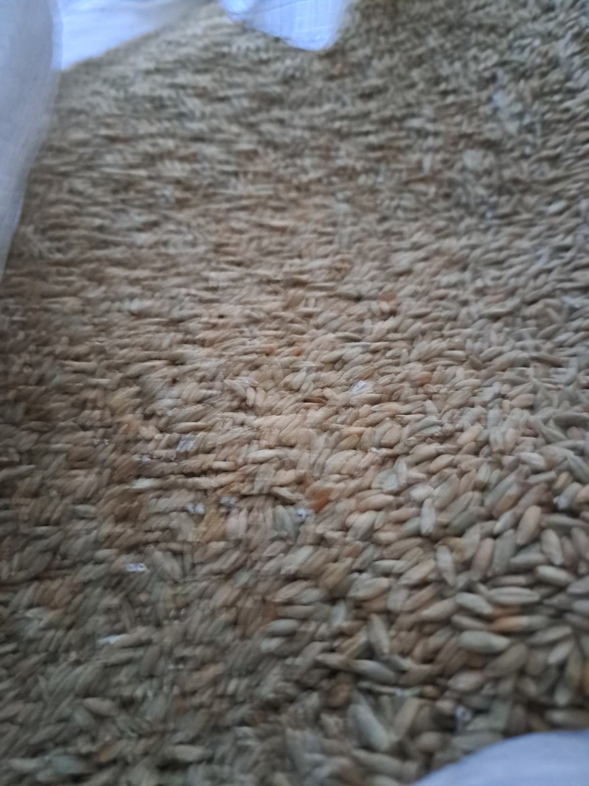 Rž za mletje, krmo in setev prodam