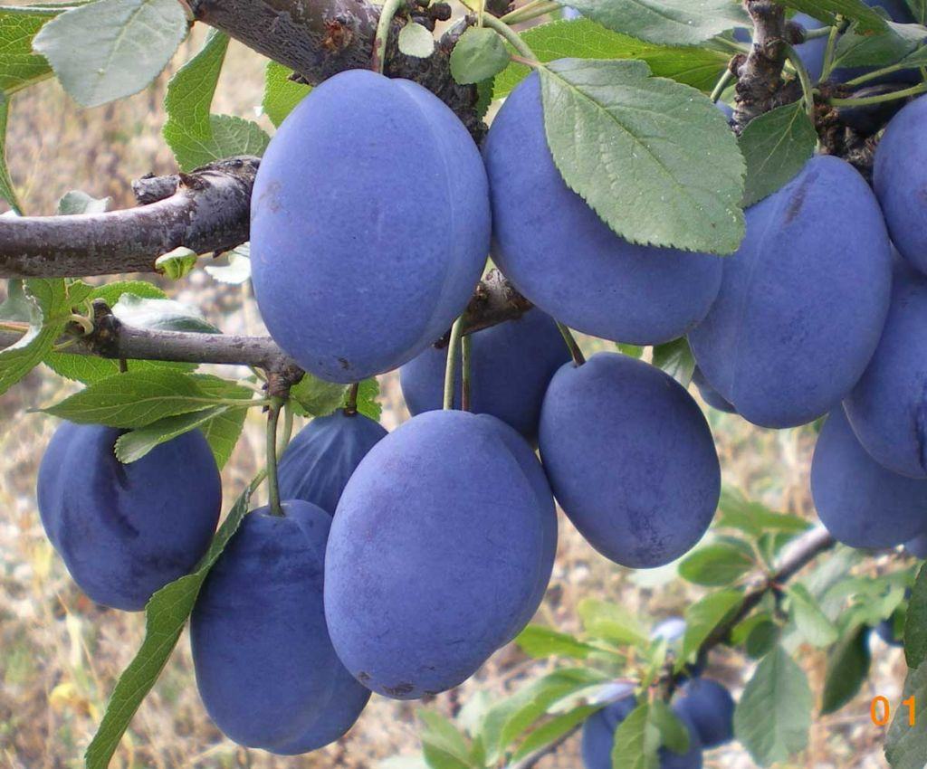 SLIVE BIO, NEŠKROPLJENE