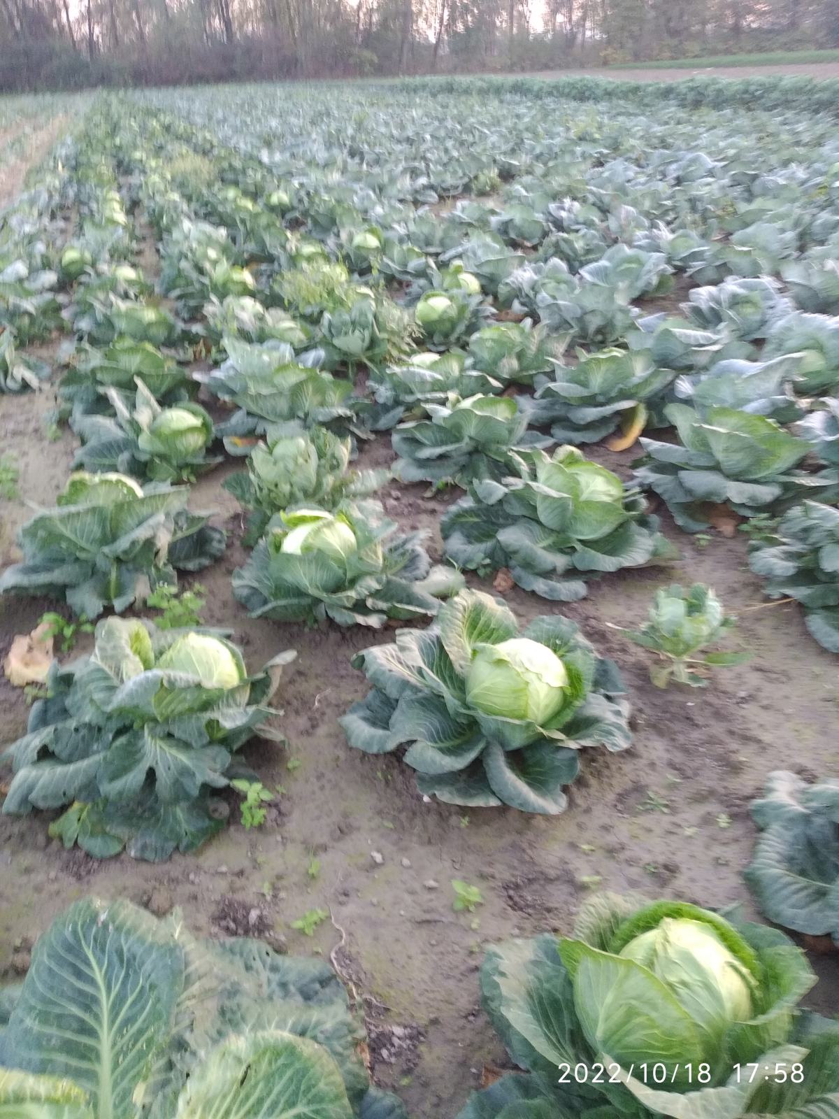 zelje za kisanje