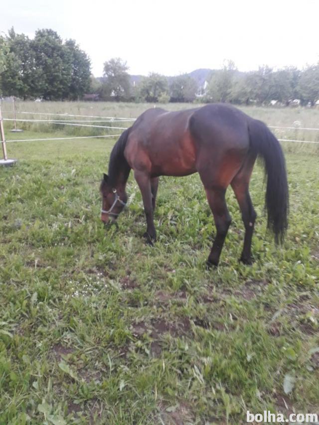 2 športna konja-prodam