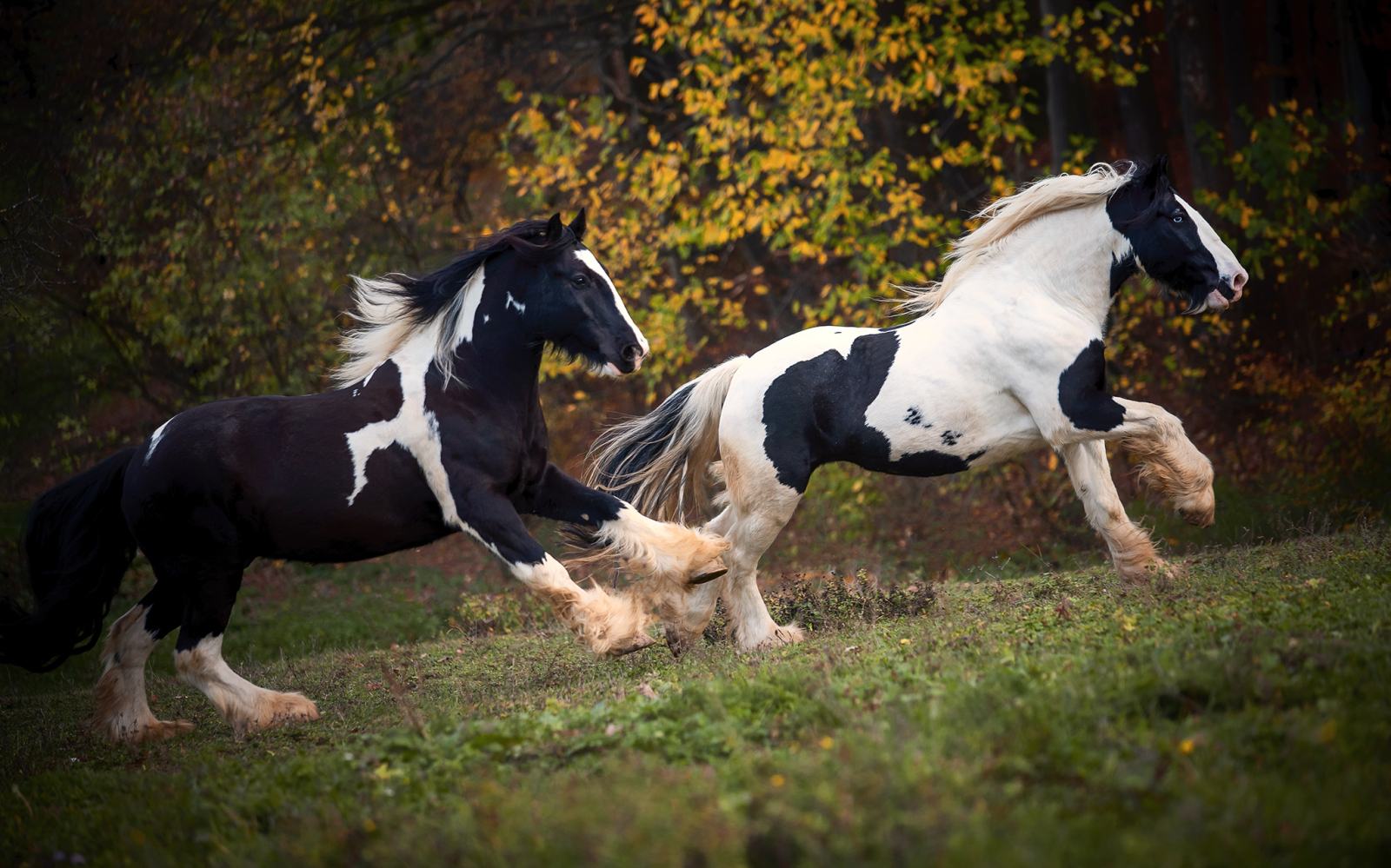 Irish cob (Gypsy vanner) 2 kastrata