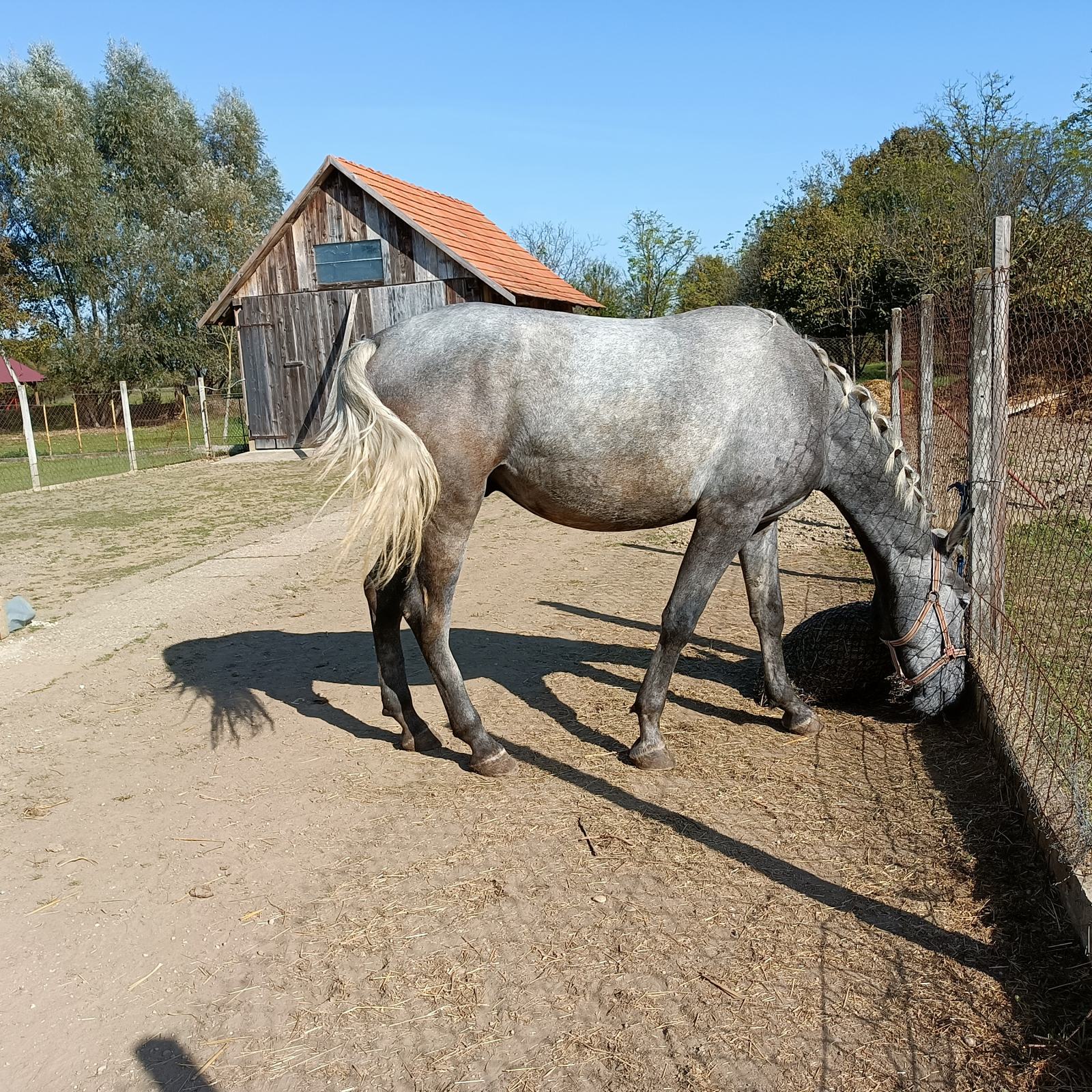 Kastrat, 3 leta, lipicanec