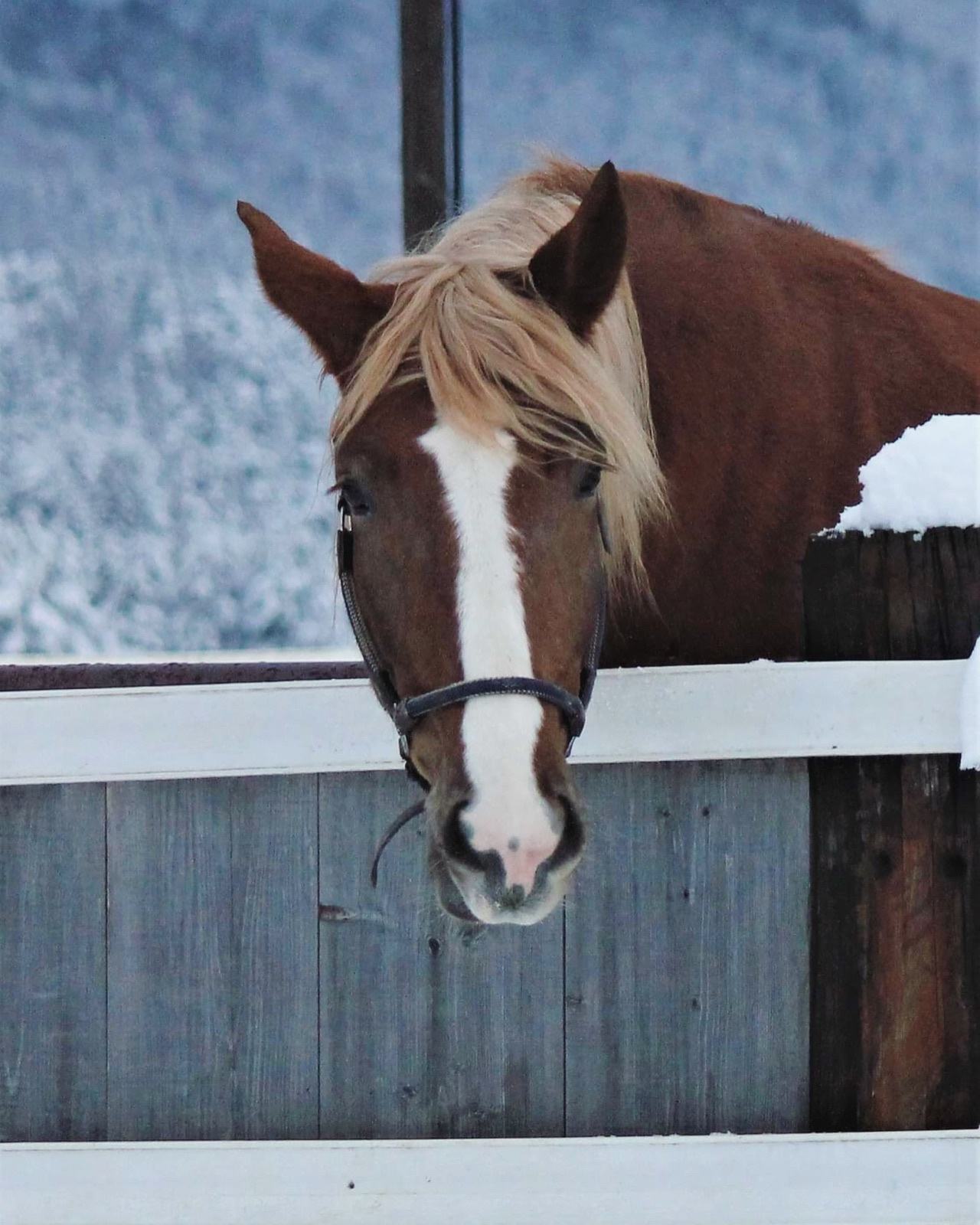 Kobila mešanka za prodajo