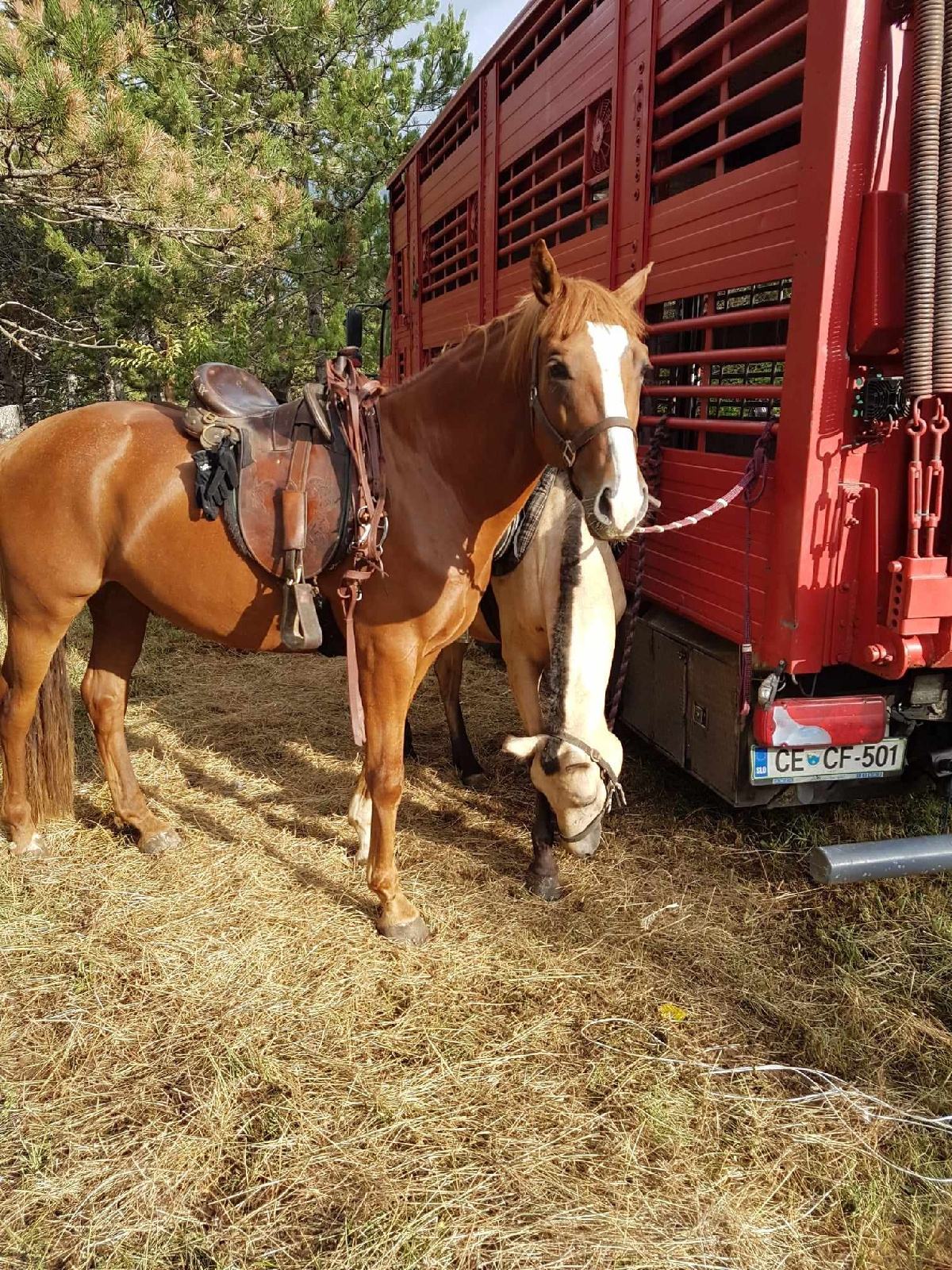Konj kastrat NE KLAVNI!