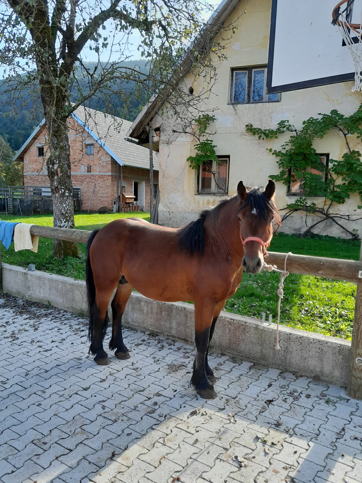 Licencirani plemenski žrebec