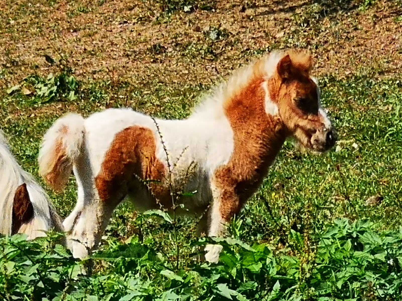 Šetland poni - mini shetland pony