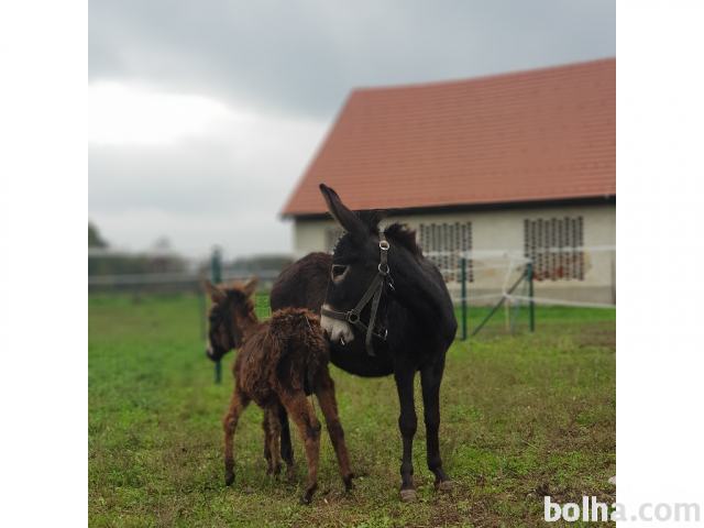Osel in oslicA