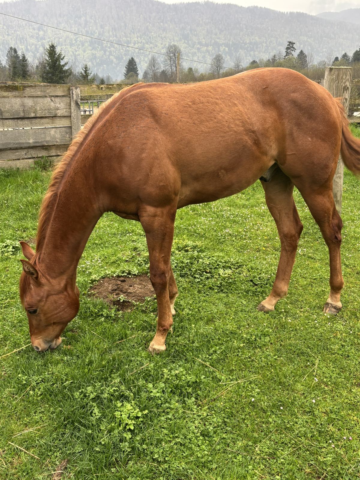 Paint horse kastrat