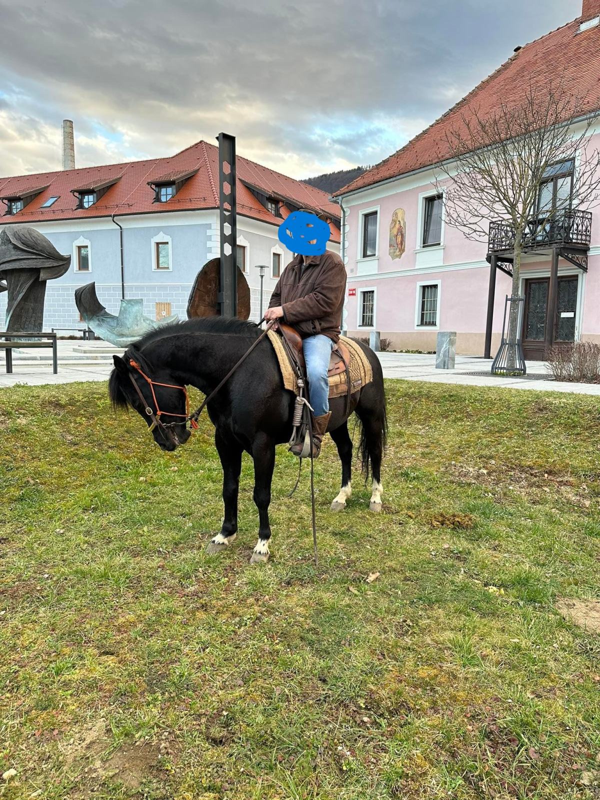 Paint žrebec za pripust