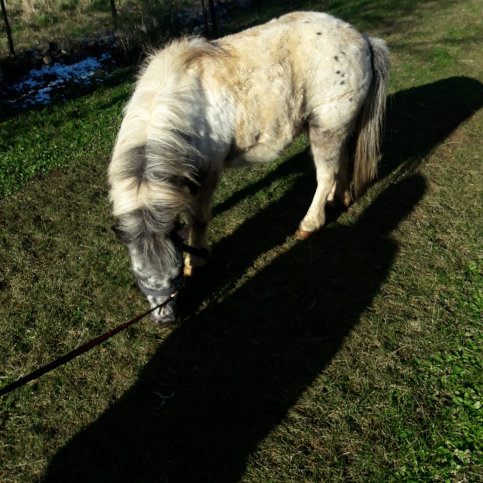 Poni