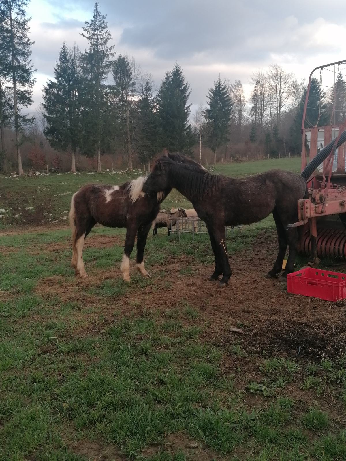 Prodam ali menjam 2 žrebici